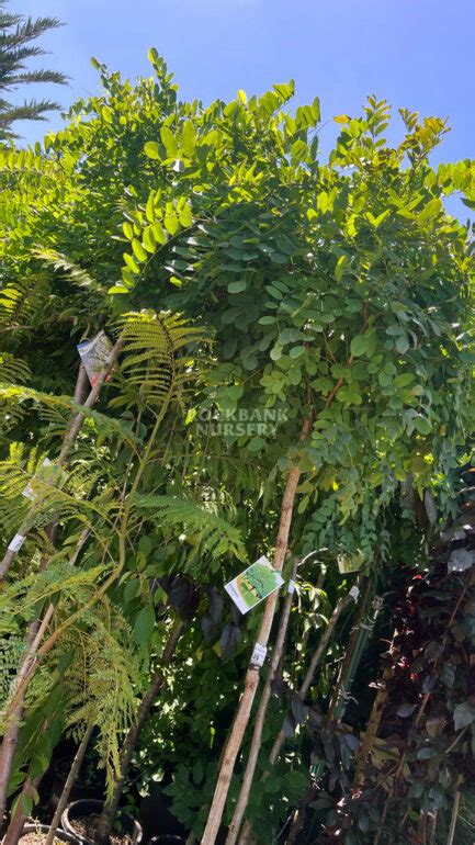 Mop Top Robina — Rockbank Nursery