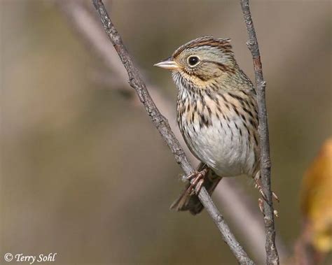 Song Sparrow Melospiza Melodia South Dakota Birds