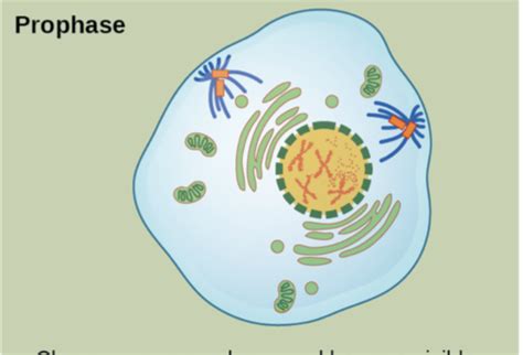 Ch 10 Cell Reproduction Flashcards Quizlet