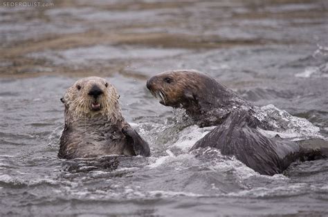Sea Otters Elkhorn Slough Moss Landing Betty Sederquist Photography