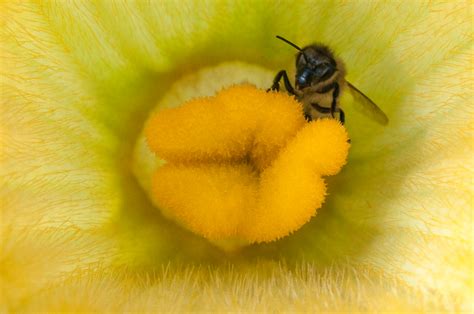 Tell Canadas Government To Ban This Bee Killing Pesticides For Good