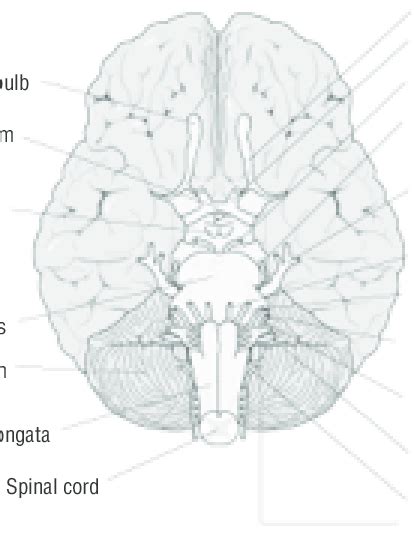 Cranial Nerves View From The Bottom Of The Brain Note From A Primer