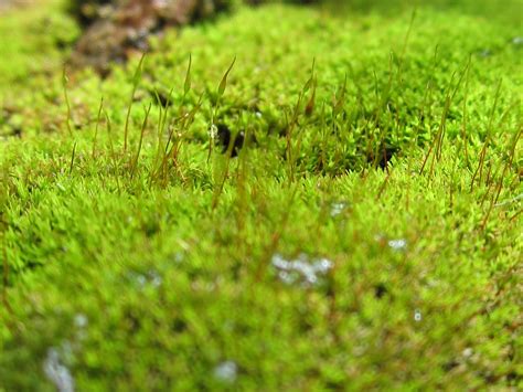 Moss Plant Garden Free Photo On Pixabay Pixabay