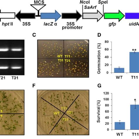 Salinity Tolerance Assay In Saarf Overexpressing Arabidopsis Plants Download Scientific
