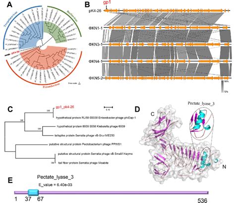 Bioinformatics Analysis Of Phage Pk4 26 And The Putative Depolymerase