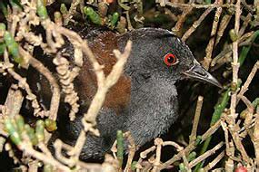 Laterallus Wikipedia