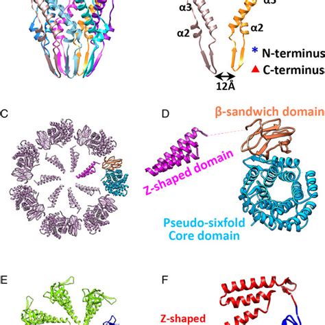 Structures Of The Tail Proteins A Heptamer Of Tail Nozzle Protein