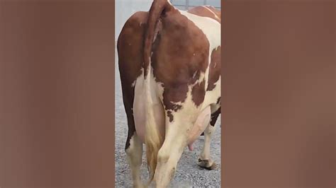 Red Farison Breed Cow Youtube