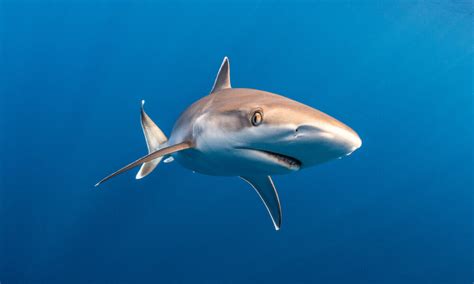 Can Sharks Swim Backwards Discover Shark Movement And Mobility Lake