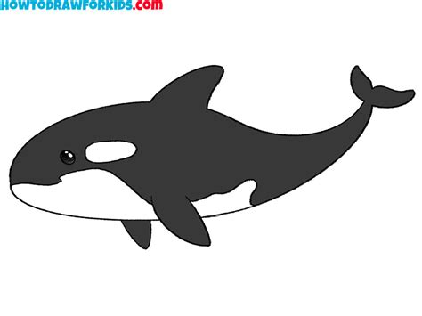 How To Draw A Orca Requirementpollution5