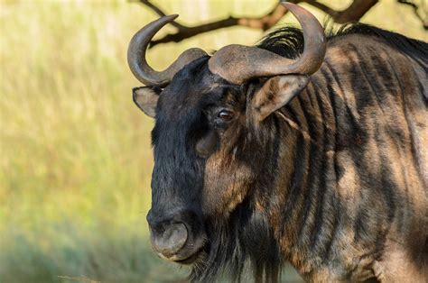Wildebeest Face