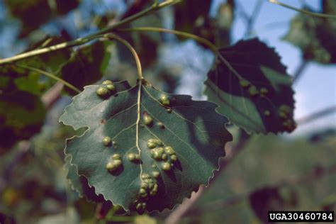 Cottonwood Tree Diseases Pictures At Meagan Burlingame Blog