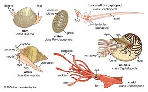 Mollusca Diagram Quizlet