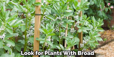 How To Identify Squash Plants Step By Step Guide 2025