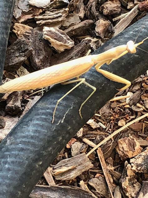 This Albino Praying Mantis Album On Imgur