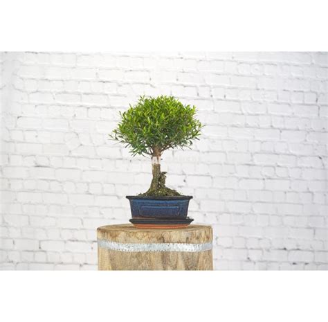 Buy bonsai, prebonsai and specimens.