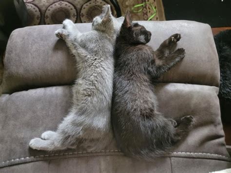 Teeny Tiny Kittens Wont Eat Wet Food They Are Really Small For Their