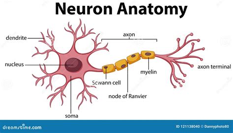 Diagram Of Neuron Anatomy Stock Vector Illustration Of Drawing 121138040