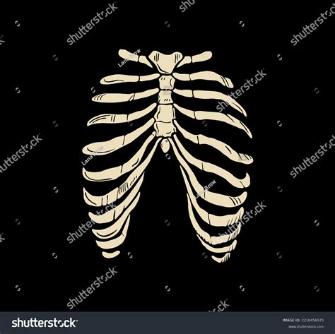 Skeleton Chest Bones T Shirt Print Horror Stock Vector Royalty Free 2210456975 Shutterstock