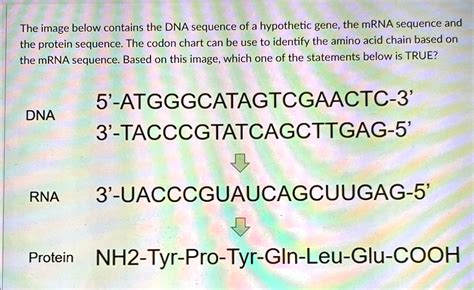 The Image Below Contains The Dna Sequence Of A Hypothetical Gene The Mrna Sequence And The
