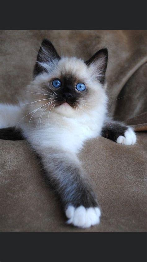 The Most Adorable Kitten Breeds Artofit