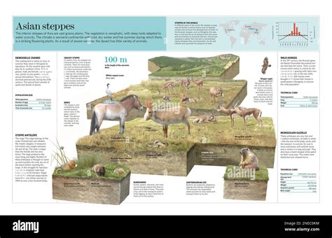 Asian Steppes Leafless Shrubs