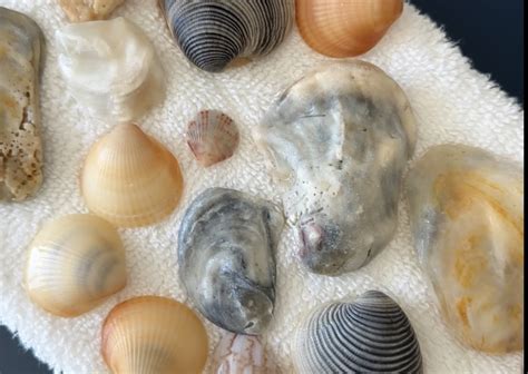 The Pink Clutch Creating Shell Art