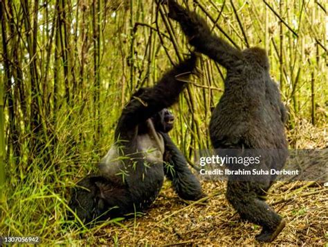Jungle Fight Photos And Premium High Res Pictures Getty Images