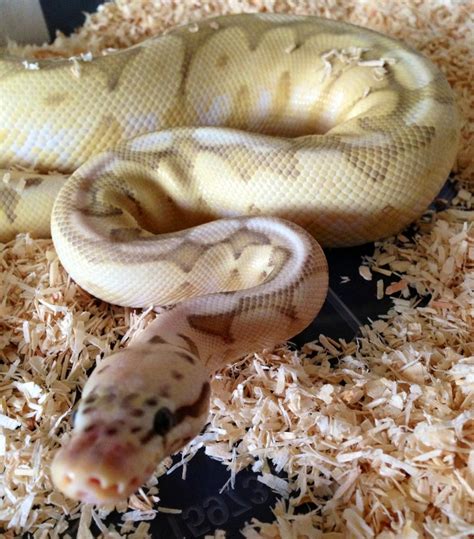 Female Kqb Super Pastel Lesser Spider