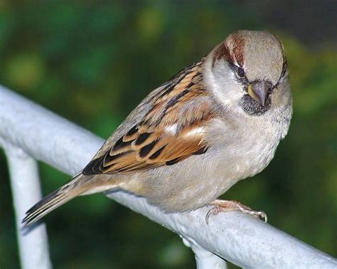 Ptice Hrvatska Enciklopedija