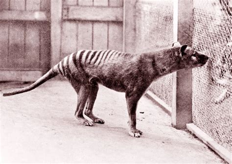 Tasmanian Tiger Sightings
