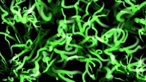 Algae Animation Background Stock Footage Video 100 Royalty Free