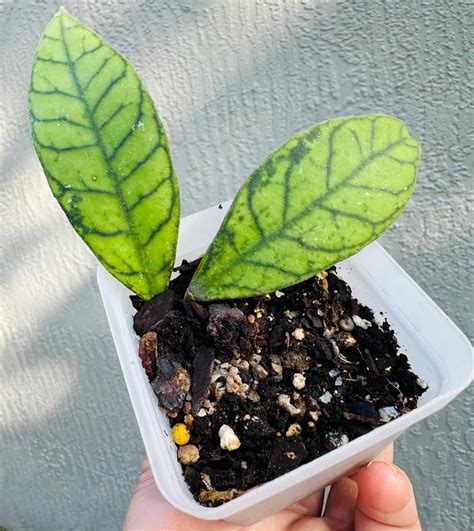 Rare Hoya H Callistophylla Long Leaves Etsy