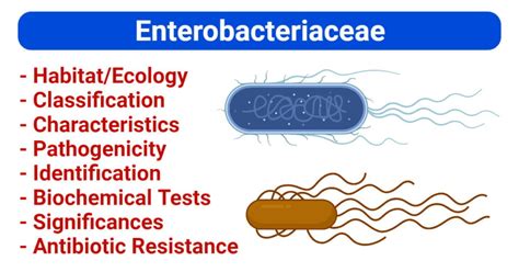 Enterobacteriaceae Characteristics Identification