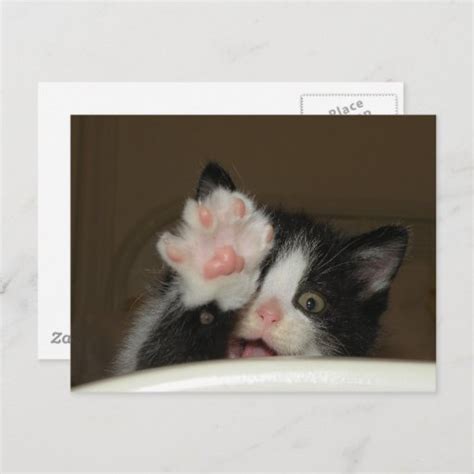 Hi Kitten Postcard Zazzle