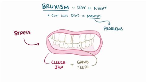 Bruxism Video Anatomy Definition And Function Osmosis