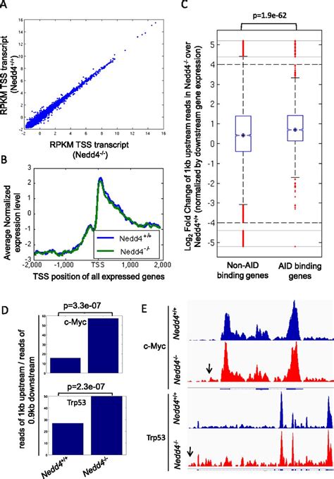 E3 Ubiquitin Ligase Nedd4 Determines The Fate Of Aid Associated Rna Polymerase Ii In B Cells