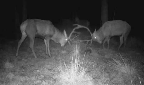 Nagrał Potyczkę Dwóch Jeleni To Niesamowity Widok Tvn Meteo