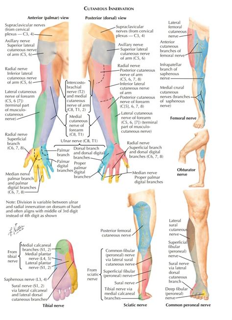 Lower Limb Cutaneous Innervation