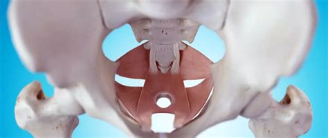 Newly Designed 3d Printed Lattice Hemipelvis Prosthesis Improves