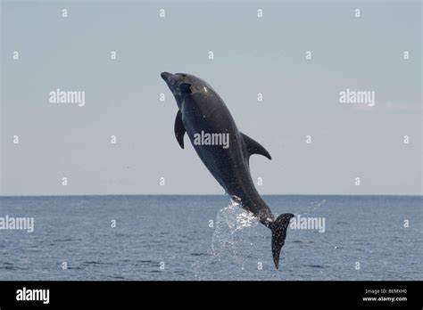 Common Bottlenose Dolphin Tursiops Truncatus Costa Rica Pacific