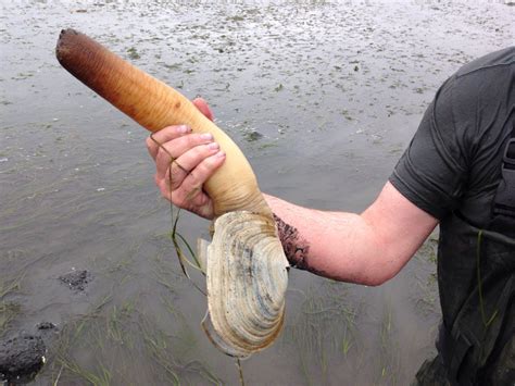 Geoduck Pronunciation 25 Things Seattle Gave The World Youre Welcome