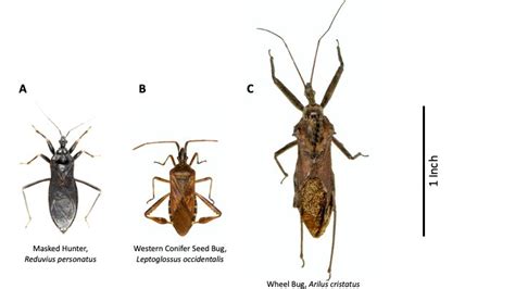 Wheel Bug Bite Symptoms