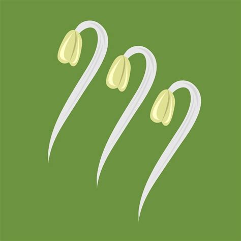 Premium Vector Raw Bean Sprouts Vector Illustration