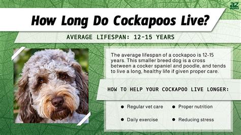 Cockapoo Lifespan How Long Do Cockapoos Live A Z Animals