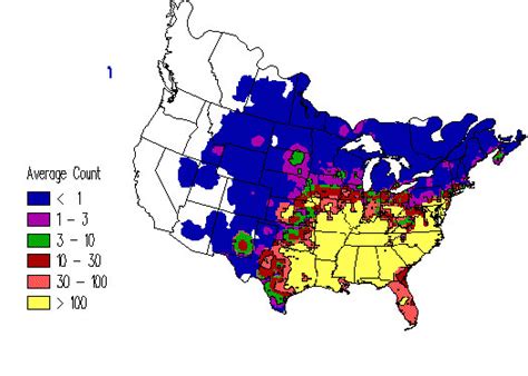 Common Grackle Ebirdr
