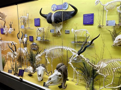 Artiodactyls Even Toed Ungulates Characteristics Behavior