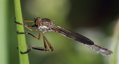 Robber Flies The Daily Garden