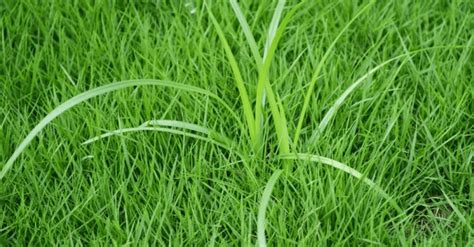 Akers Of Lawn How To Identify And Effectively Remove Weeds