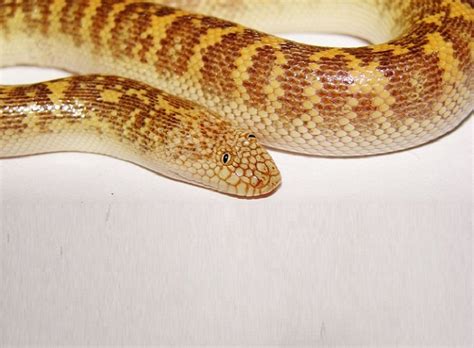 Qatar E Nature Arabian Sand Boa